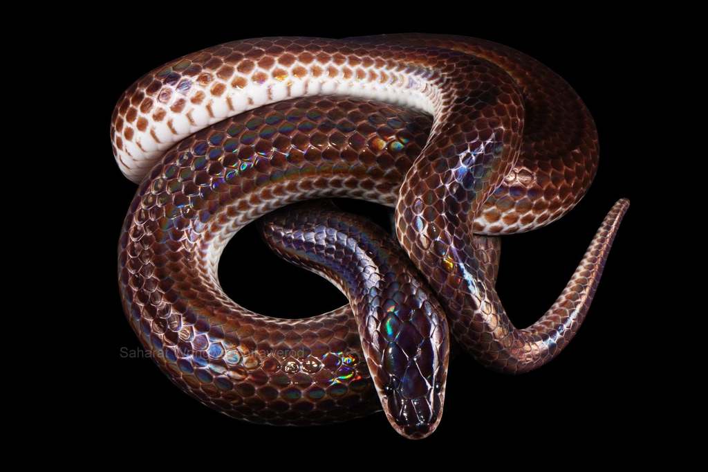 Asian Sunbeam Snake From Asian Sunbeam Snake From