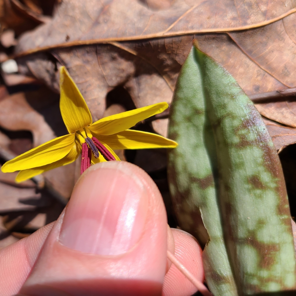 dimpled trout lily in March 2021 by Lincoln Durey. Large colony ...