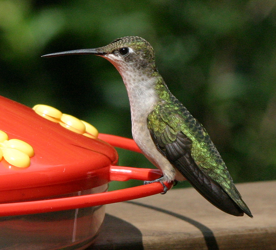 Ruby-throated Hummingbird from Berrien County, MI, USA on August 14 ...