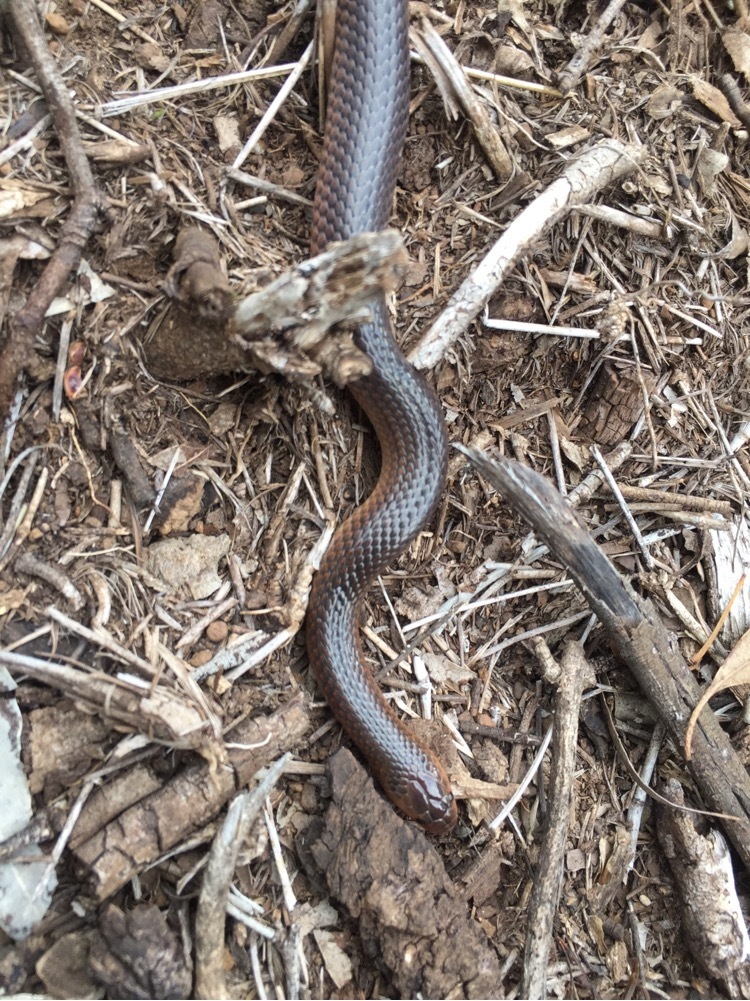 Carpentaria Whip Snake in March 2018 by jasmine_vink · iNaturalist