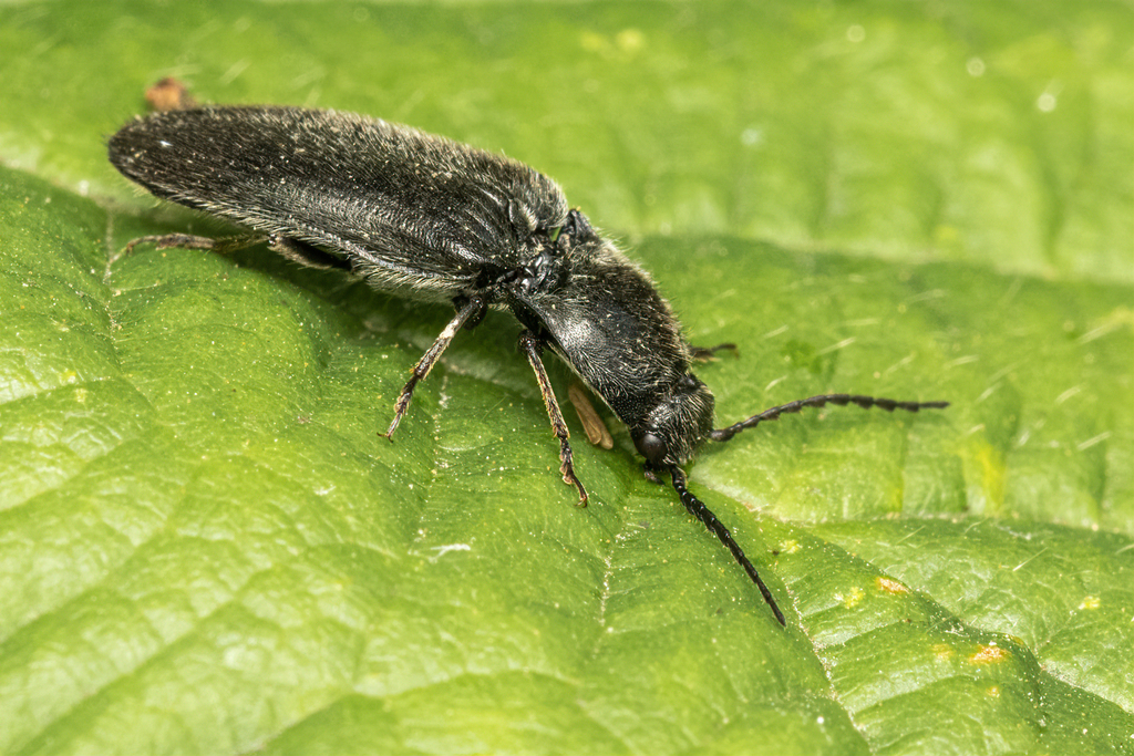 hairy click beetle from Shropshire, UK on June 29, 2021 at 02:47 PM by ...