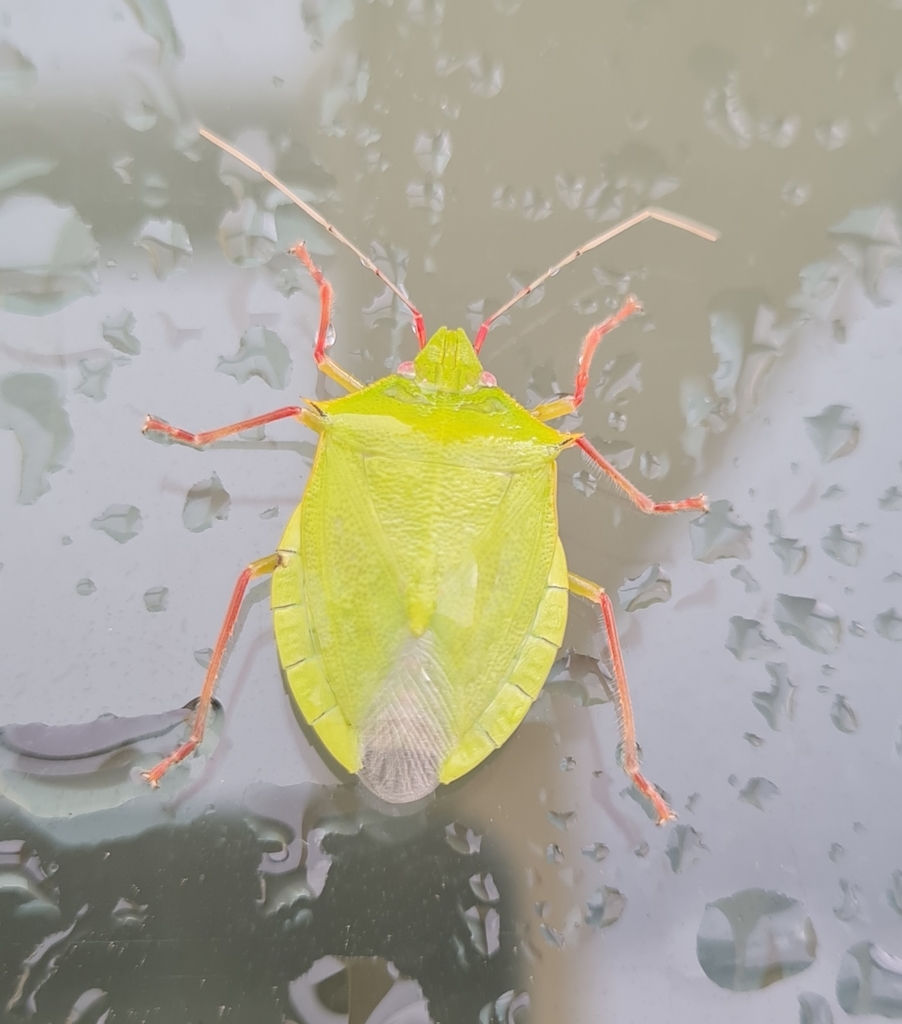 Chlorocoris from Tierra Larga, Mor., México on June 29, 2021 at 06:45 ...