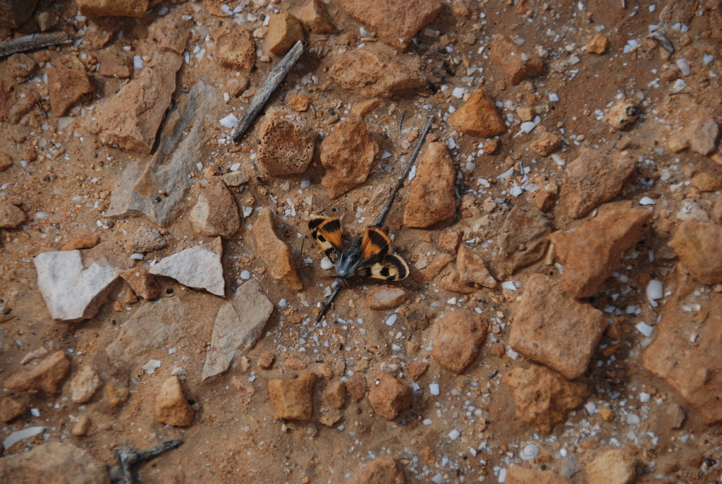 Orgyia dubia from Borot Lots on February 24, 2018 by מושית אלון-מוזס ...