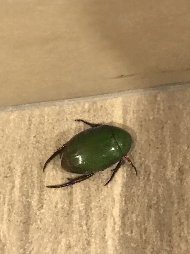 Anomala grandis from 24 College Avenue East, Commonwealth, Singapore ...