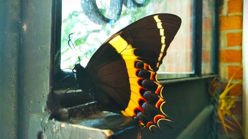 Magnificent Swallowtail from 56246 Tequexquinahuac, State of Mexico ...