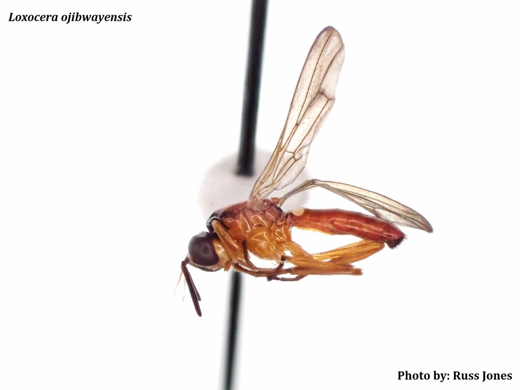 Loxocera ojibwayensis from Malden, Windsor, ON, Canada on July 18, 2015 ...