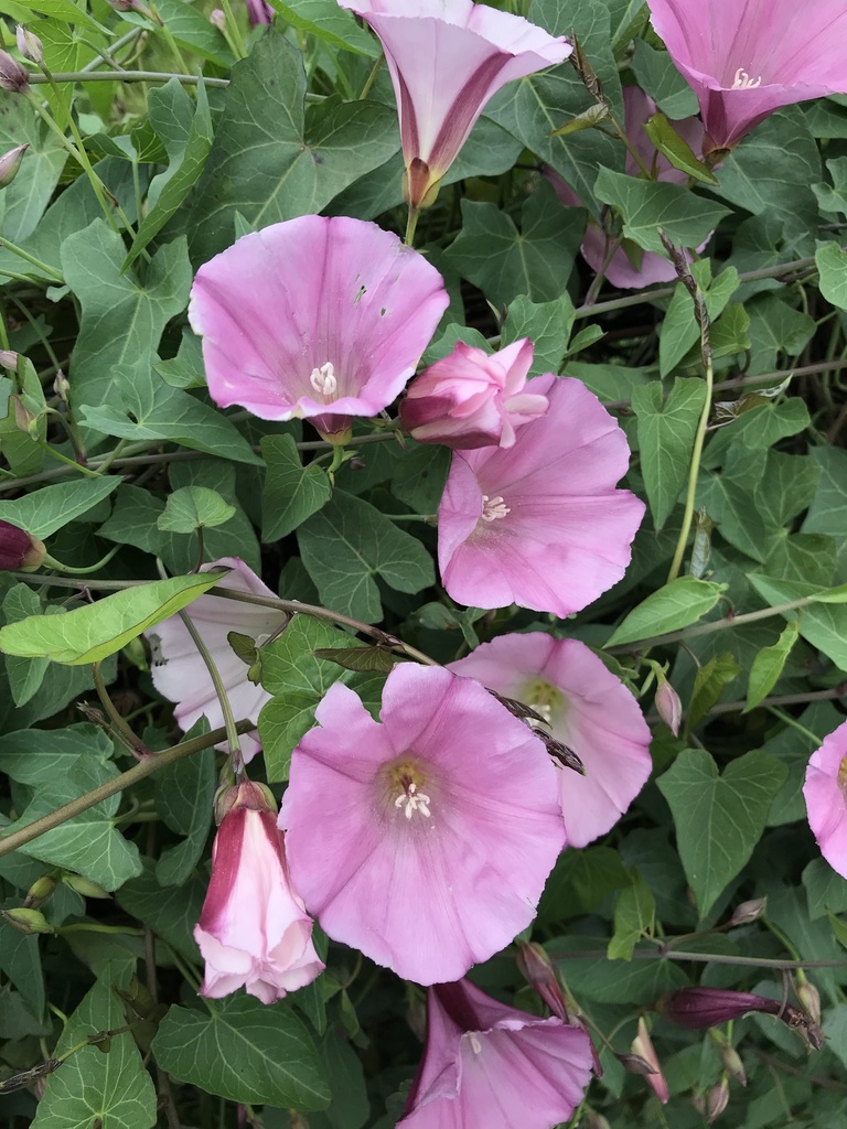 Pacific False Bindweed from The Presidio, San Francisco, CA, US on ...