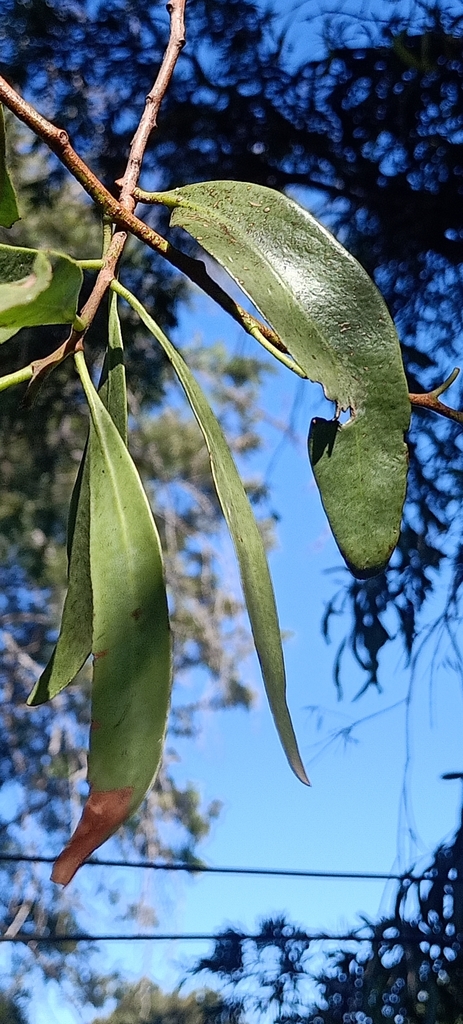 Something by Hailey Bird · iNaturalist