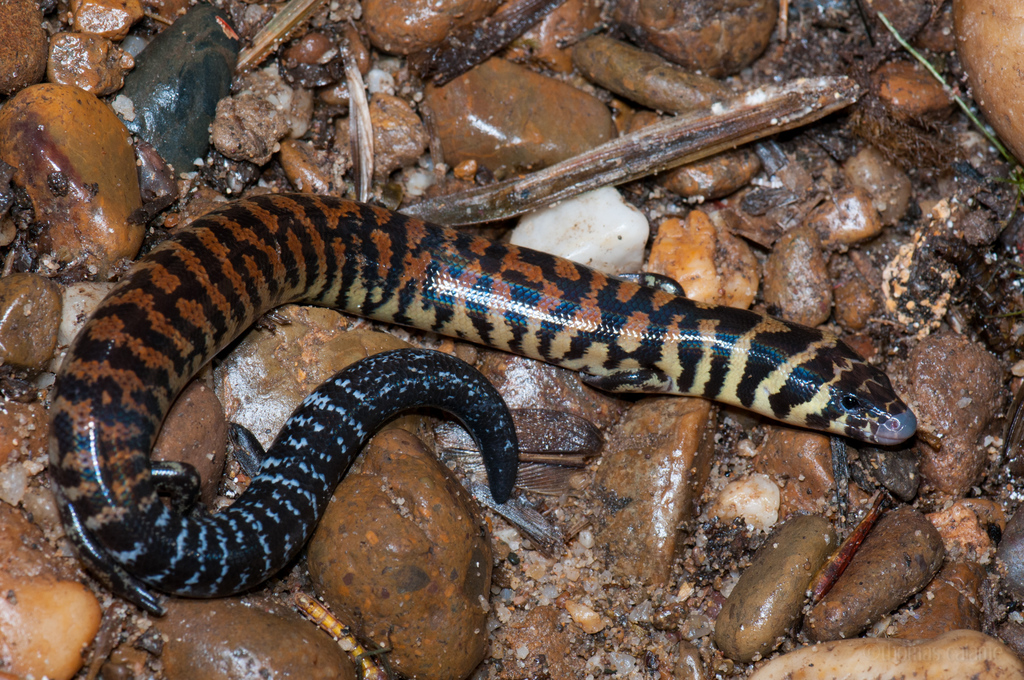 Banded Supple Skink in April 2010 by Thomas Calame. Lygosoma ...