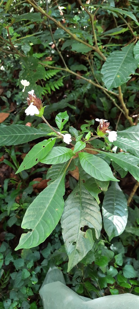 (Crossandra tridentata) - Botanical Realm