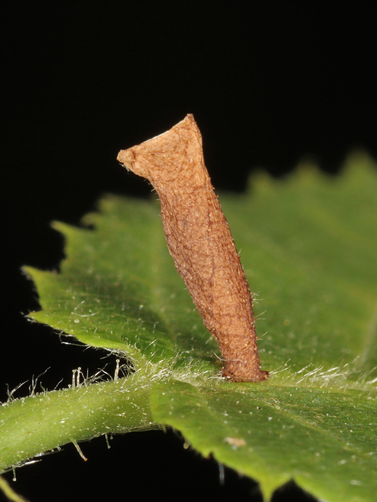 Coleophora ostryae from duthill, ON on June 17, 2021 at 11:37 AM by ...