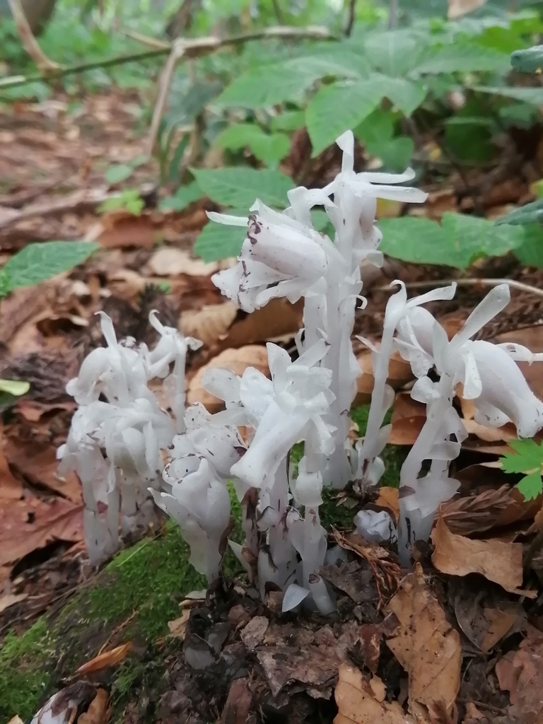 Monotropastrum humile from 034-0301, Japan on June 29, 2021 at 12:57 PM ...