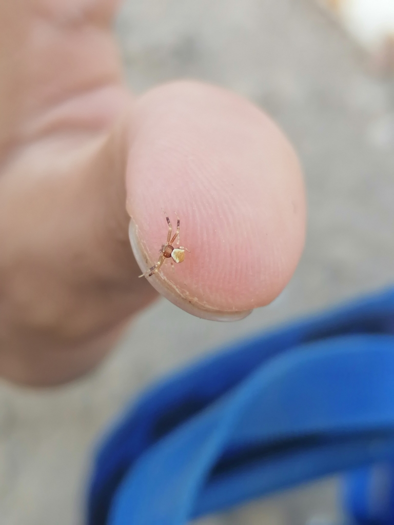 Crab Spiders from Al Azaybah North, Muscat, Oman on June 3, 2021 at 05: ...