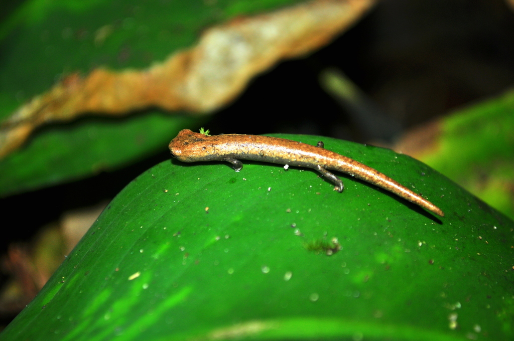 Wood Colored Salamander from Agujitas de Drake, Provincia de Puntarenas ...