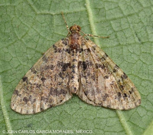 Hydriomena costipunctata · iNaturalist