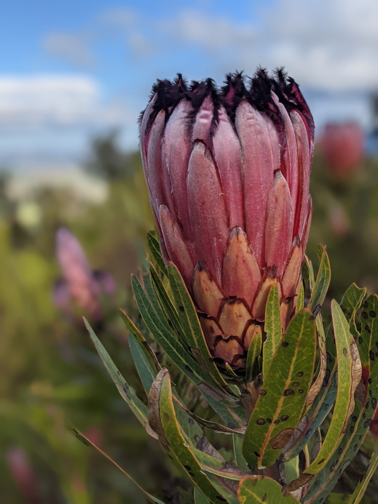 Oleander-leaf Protea from Theewaterskloof Local Municipality, South ...