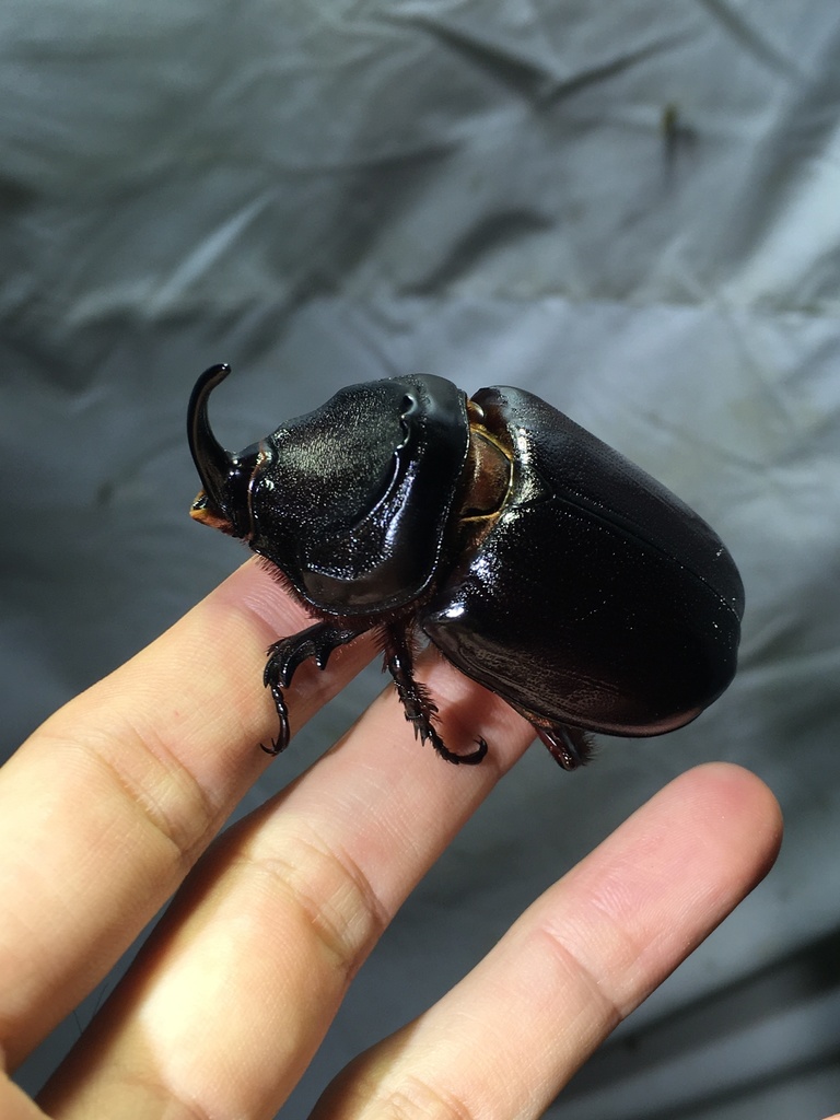 Malaysian Rhinoceros Beetle from ตำบล สวนผึ้ง อำเภอ สวนผึ้ง ราชบุรี ...