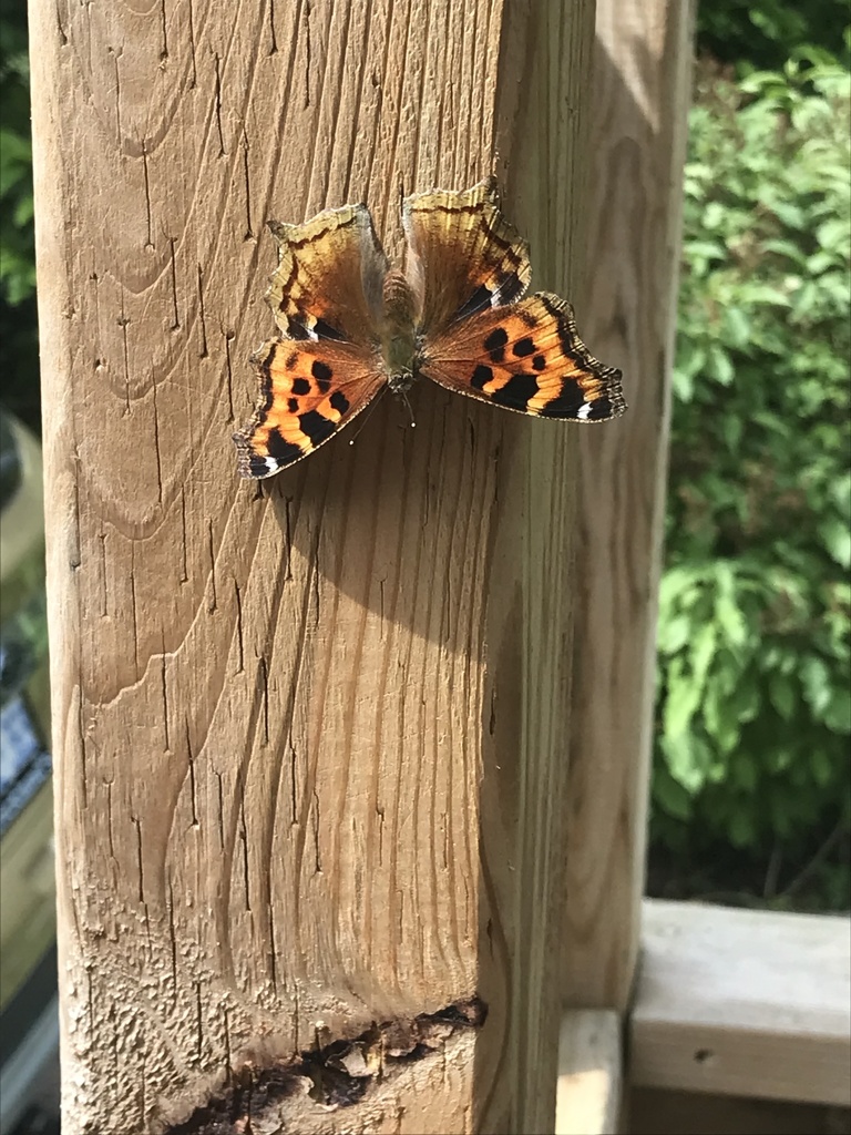 Compton Tortoiseshell from Seaforth, ON, CA on June 30, 2021 at 03:51 ...