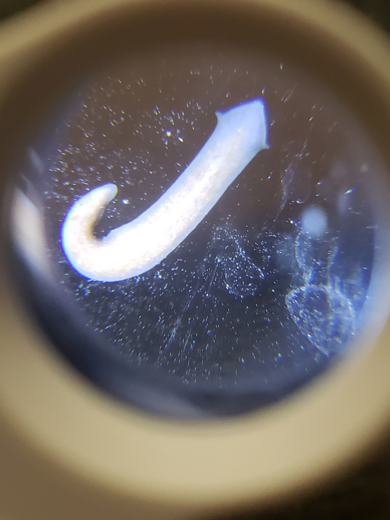 Girardia tigrina from Harding Spring on June 29, 2021 at 06:58 PM by ...