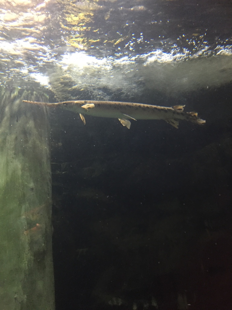 Longnose Gar from Cabelas Blvd E, Dundee, MI, US on June 30, 2021 at 04 ...