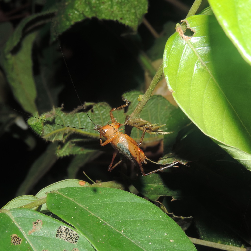 Eschatoceras bipunctatus from Rio Branco, Acre, Brazil on June 25, 2021 ...
