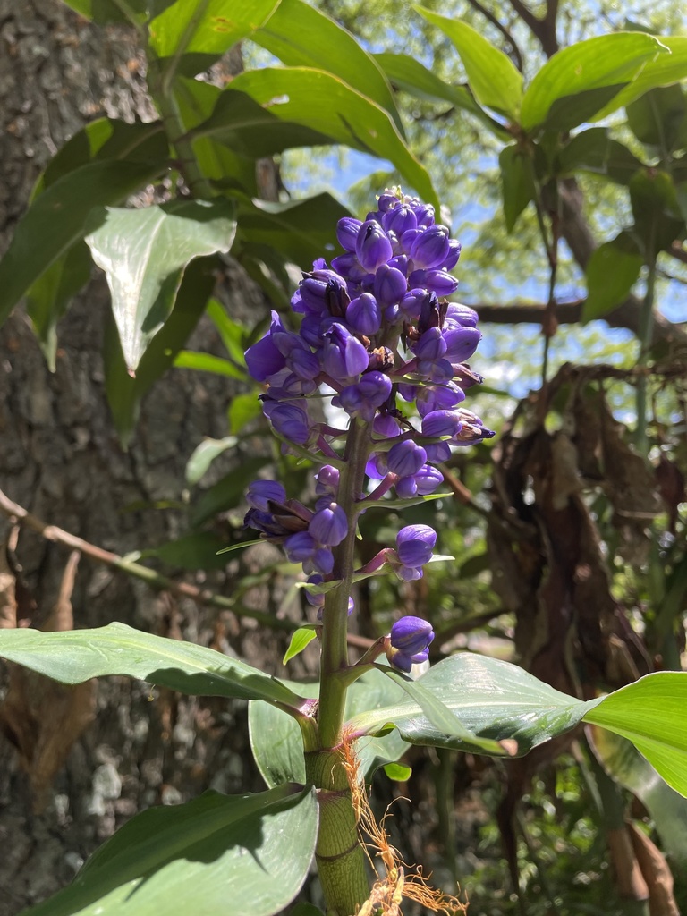 Blue ginger from Lili'uokalani Botanical Garden, Honolulu, HI, US on ...
