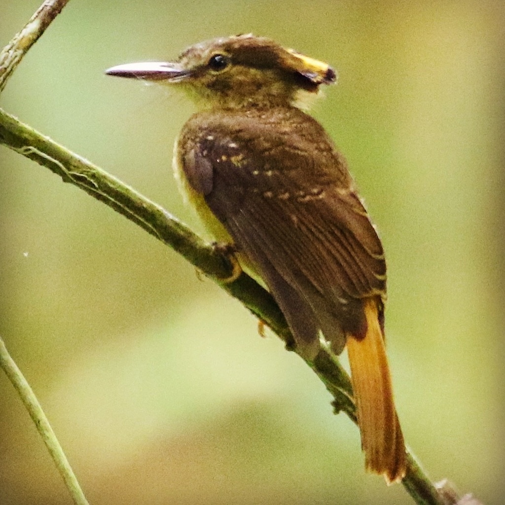 Tropical Royal Flycatcher from Garabito, Puntarenas, CR on December 6 ...