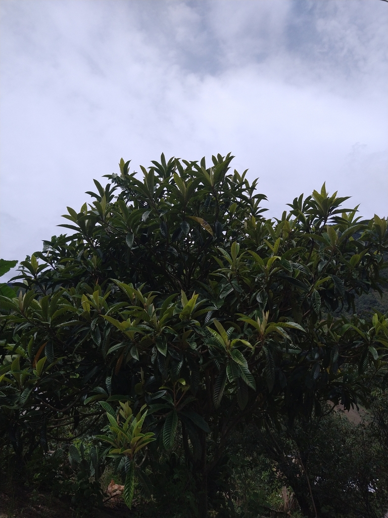Loquat from 75997 Pue., México on June 30, 2021 at 12:34 PM by Irving ...