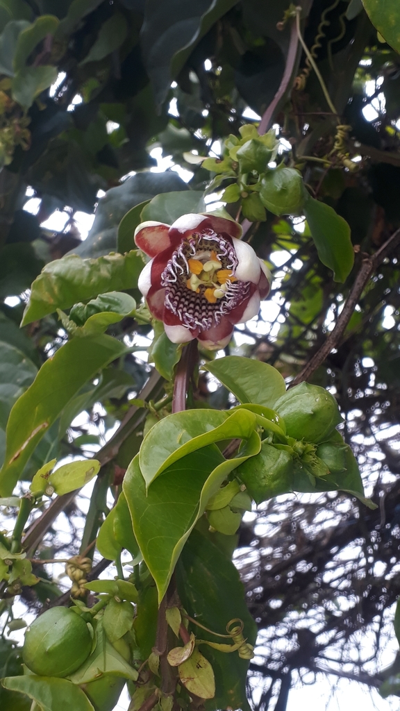 Winged-Stem Passion Flower from Júlio de Castilhos on June 30, 2021 at ...