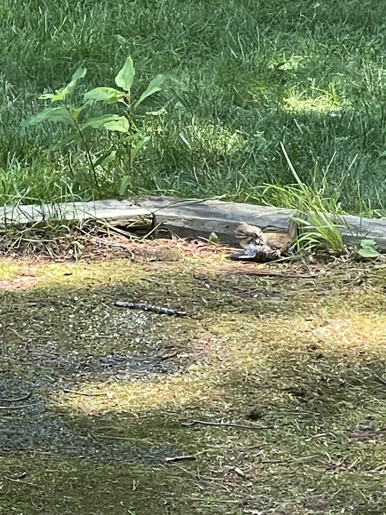 Eastern Chipmunk from Brattle St, Wilmington, MA, US on June 30, 2021 ...