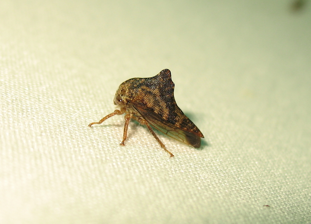 Palonica pyramidata from Palmyra, Burlington, New Jersey, United States ...