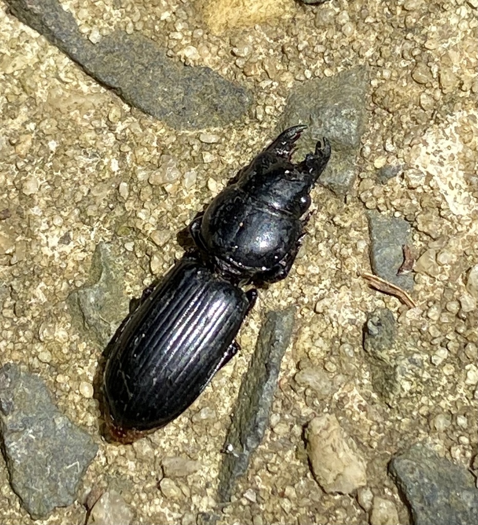 Big-headed Ground Beetle from Livingston Ln, Manalapan, NJ, US on June ...