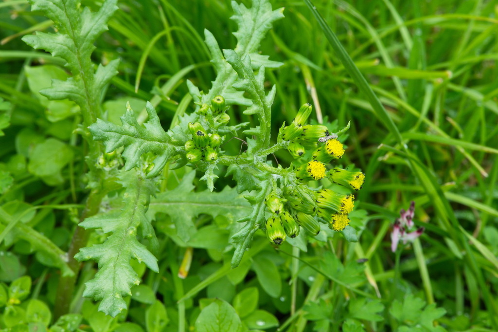 common groundsel from Centre Road, Otago Peninsula, New Zealand on ...