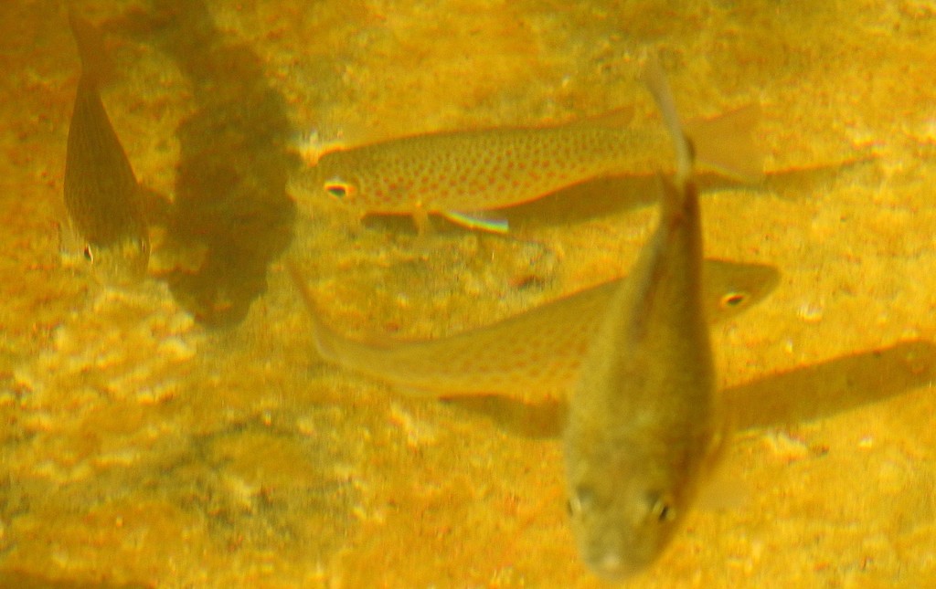 Spangled Perch from Karijini, AU-WA-AS, AU-WA, AU on April 17, 2017 at ...