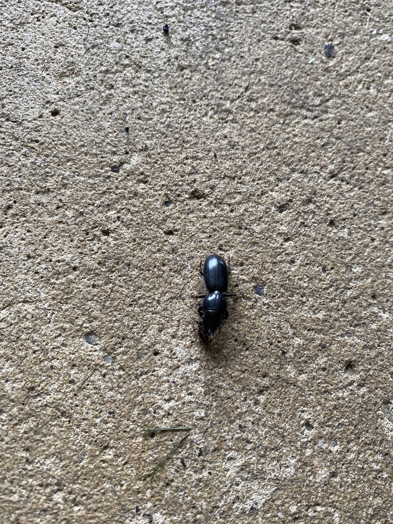 Big-headed Ground Beetle from Auburn Springs Dr, Chagrin Falls, OH, US ...