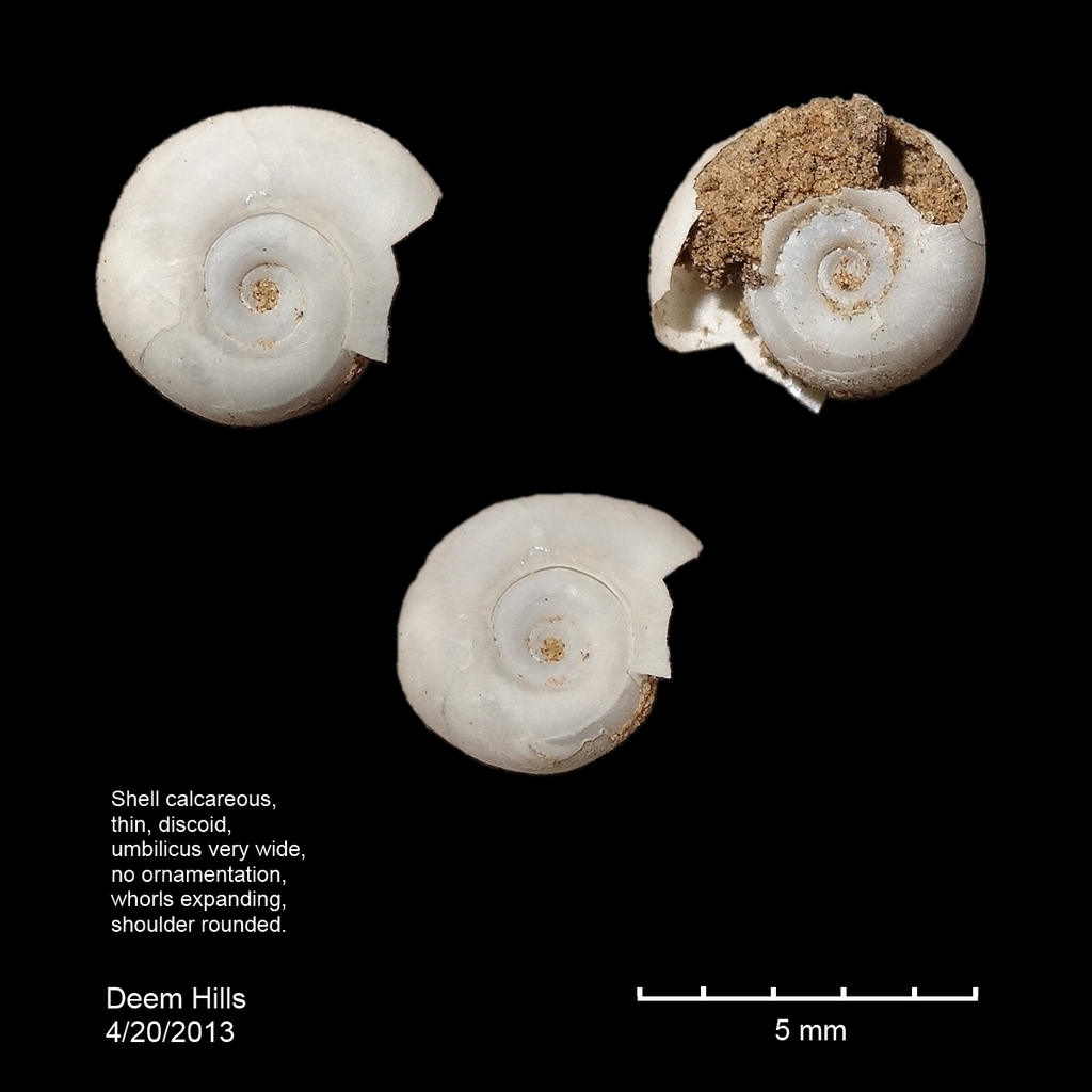 Ramshorn snails from Deer Valley, Phoenix, AZ, USA on April 20, 2013 at ...