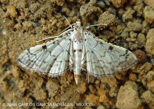 Bocchoris differentialis · iNaturalist