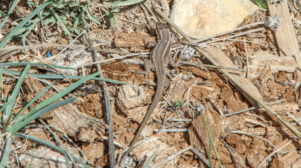Western Snake-eyed Lizard in March 2018 by djilali_tahri · iNaturalist