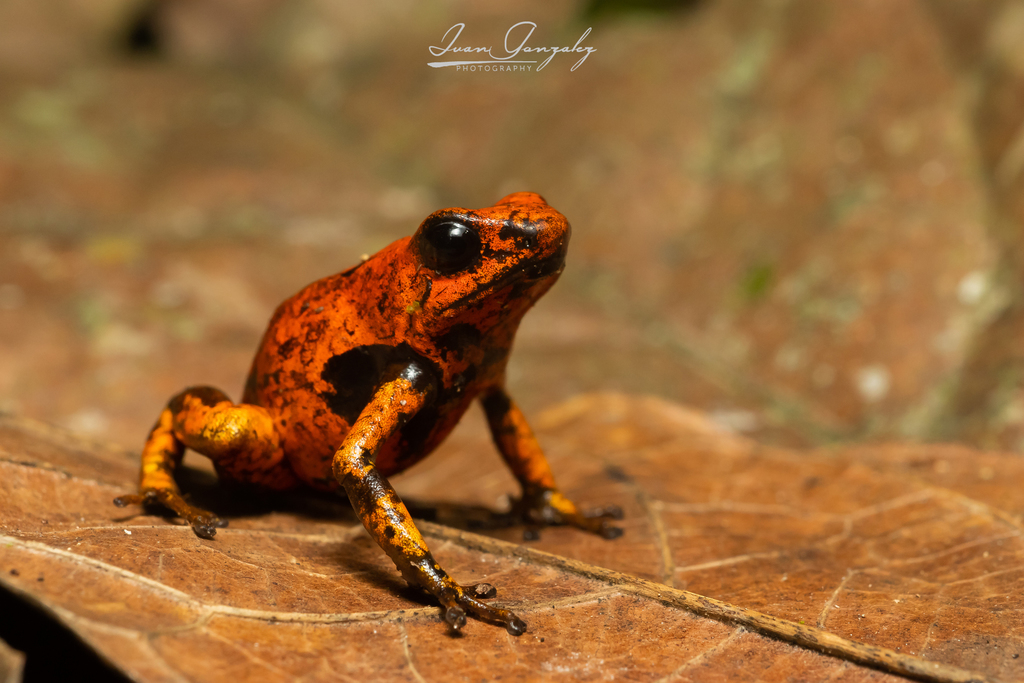 Little Devil Poison Frog in March 2020 by Juan Gonzalez · iNaturalist