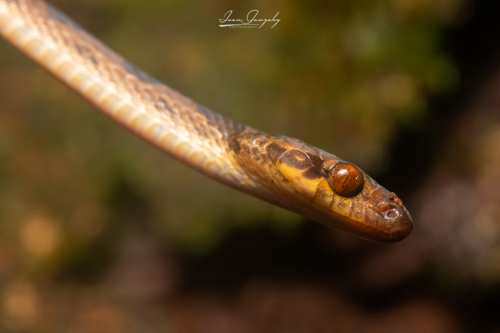 Ornate Cat-eyed Snake from Timbiqui, Cauca, Colombia on April 6, 2021 ...