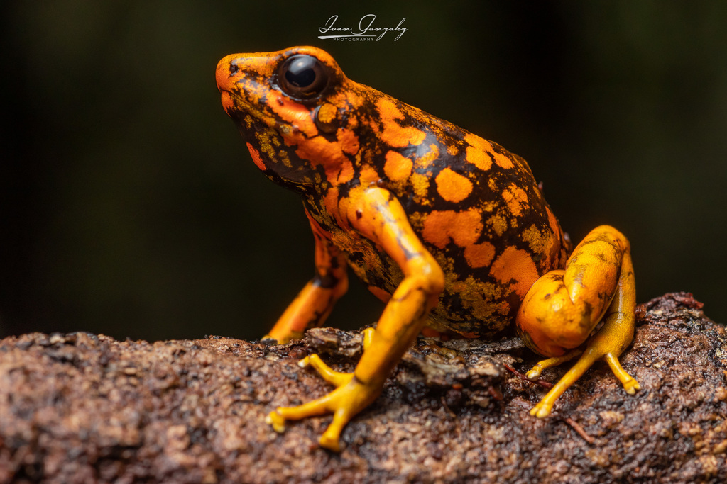 Little Devil Poison Frog in April 2021 by Juan Gonzalez · iNaturalist