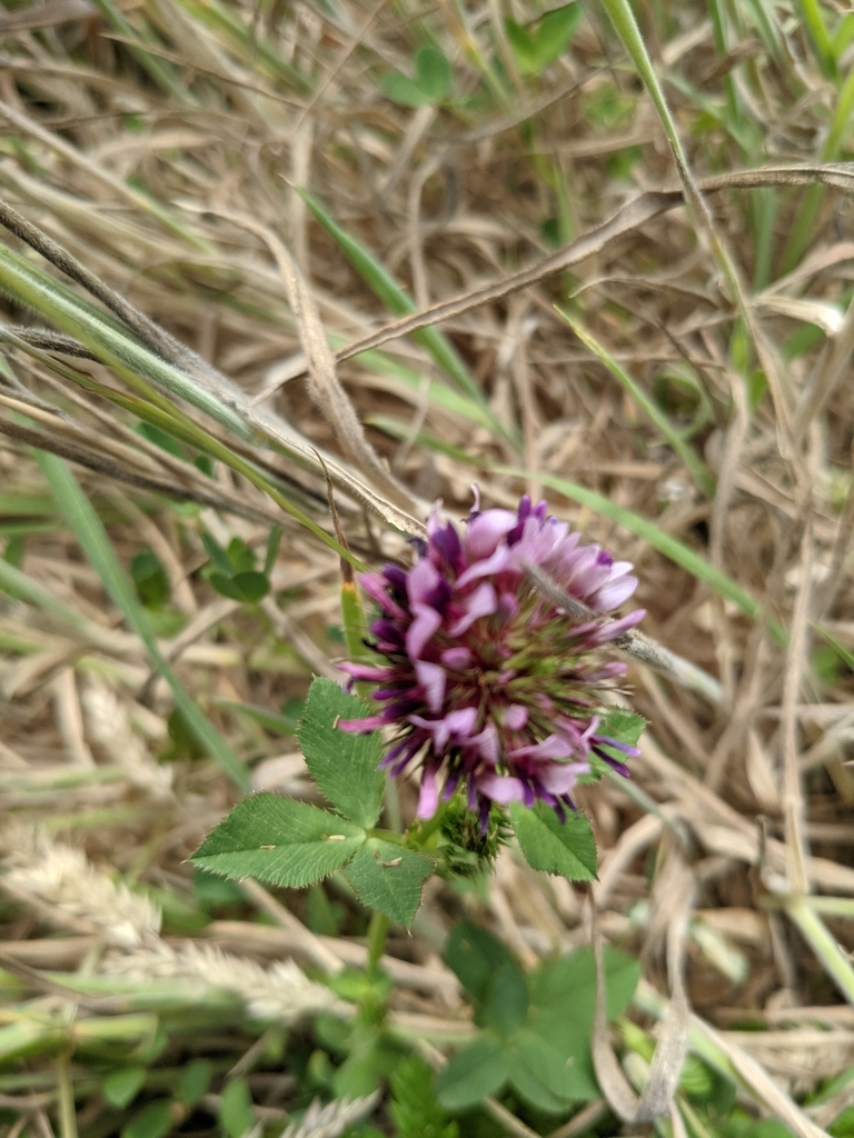 springbank clover from California, US by Danielle Parsons · iNaturalist