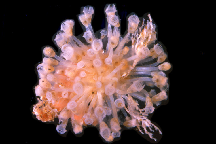 Pedicellina newberryi from Pescadero Pt., Monterey Co., CA on February ...
