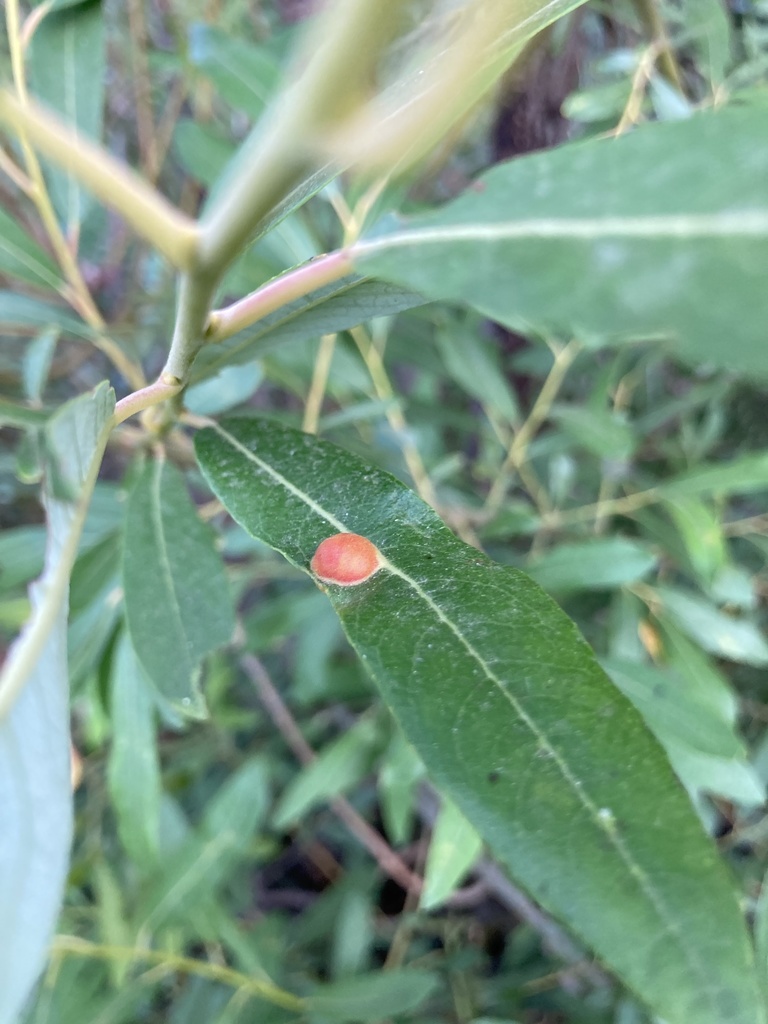 Willow Apple Gall Sawfly from Granada Hills, Los Angeles, CA, US on ...