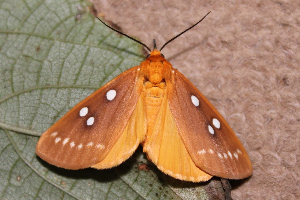 Laughing Dice Moth from Winston Park, Gillitts, 3610, South Africa on ...