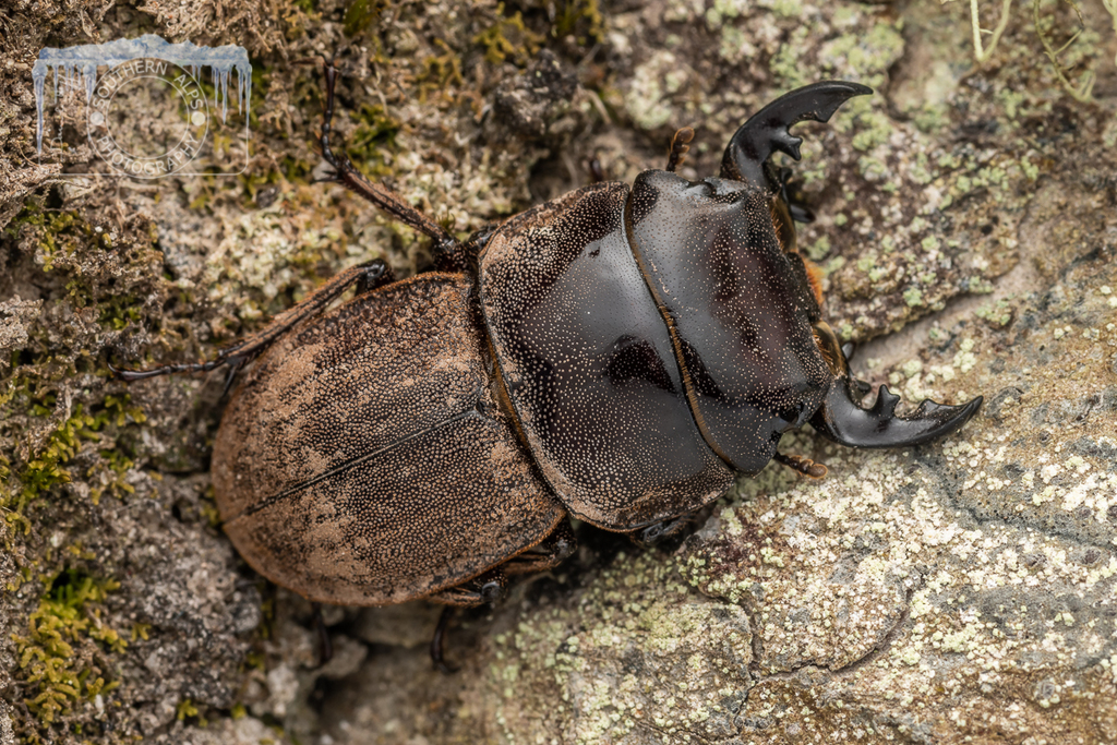 Te Aroha stag beetle from Coromandel Pinnacles, New Zealand on November ...