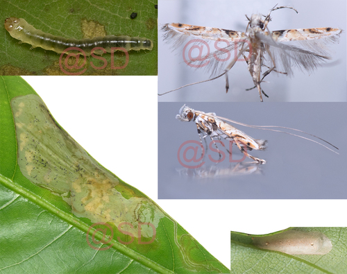 Acrocercops melanoplecta · iNaturalist