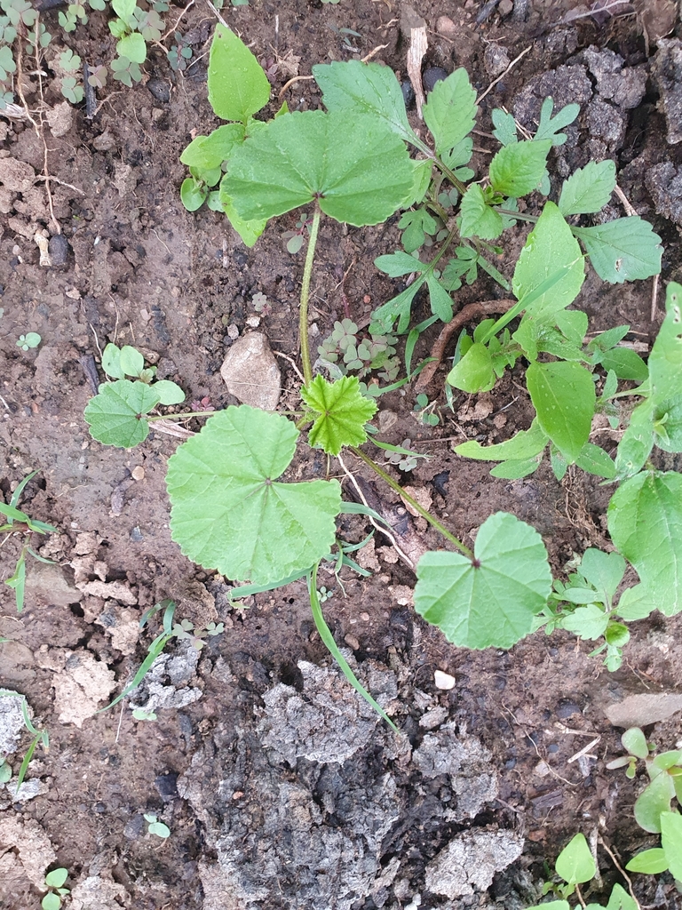 cheeseweed mallow from 69940 Oax., México on June 29, 2021 by Jose ...