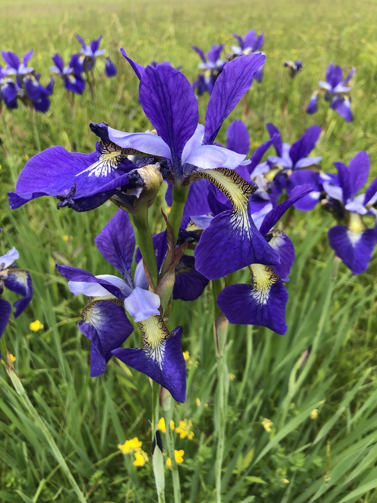 Japanese Iris from Summit County, OH, USA on June 1, 2021 at 01:52 PM ...