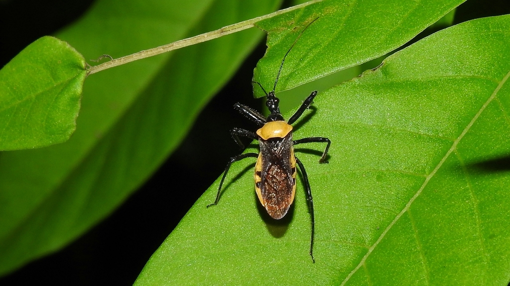 Biasticus flavinotus from 114台灣台北市內湖區大湖里 on July 2, 2021 at 07:10 AM by ...